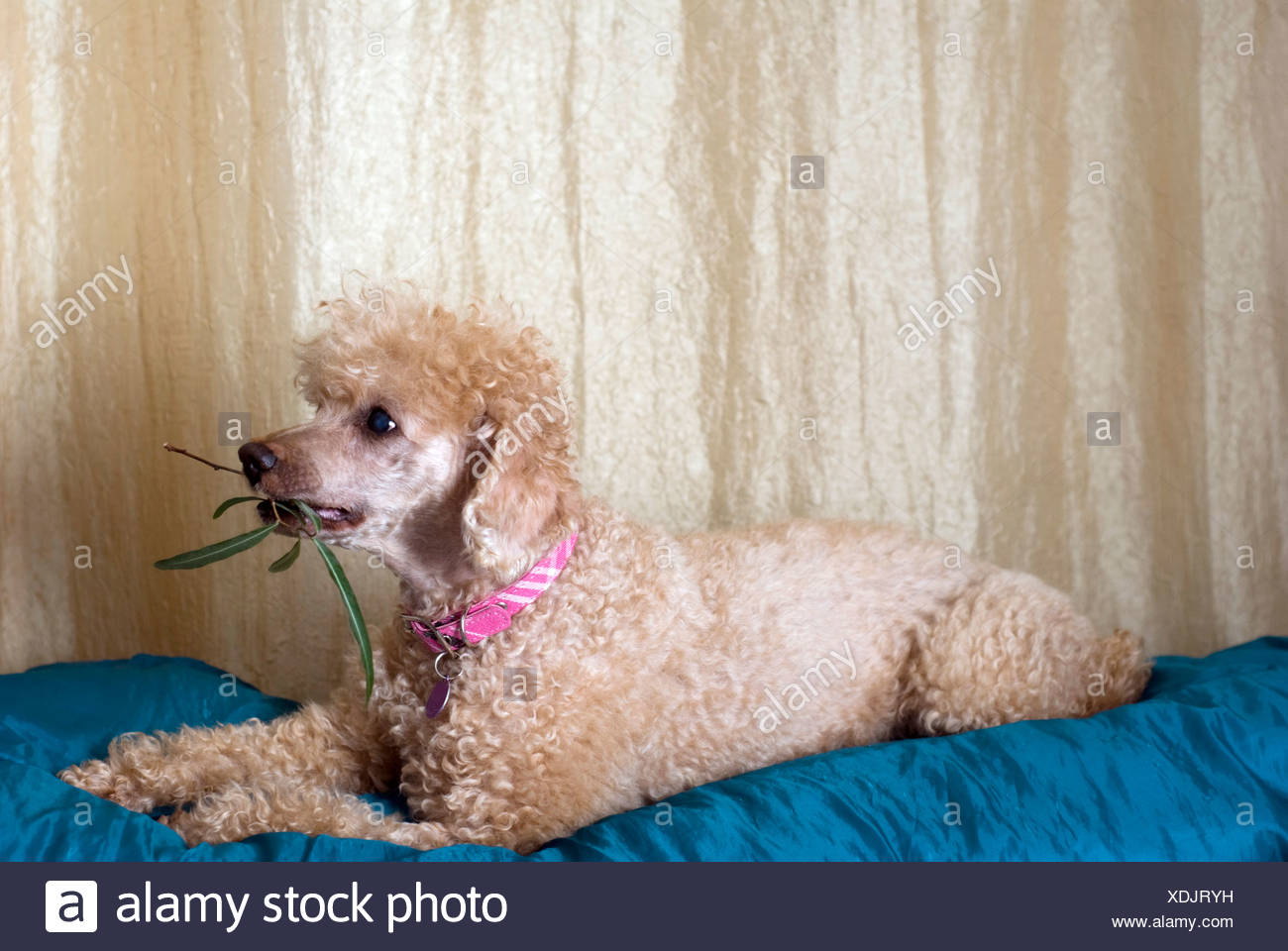 Apricot Miniature Poodle Dog High Resolution Stock Photography and ...