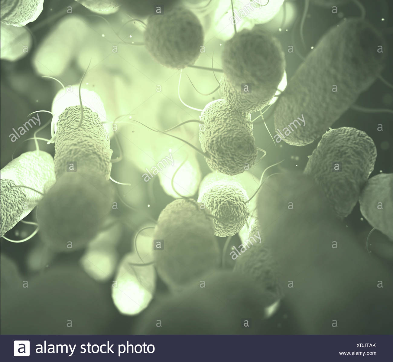 Enterobacteriaceae Stock Photos & Enterobacteriaceae Stock Images - Alamy