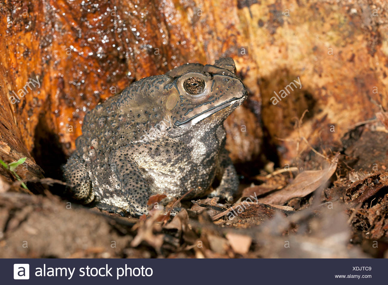 Poisonous Toad High Resolution Stock Photography and Images - Alamy