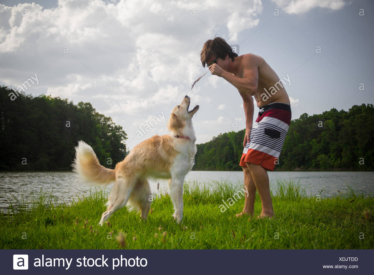 Border Collie Portrait Stock Photos & Border Collie Portrait Stock ...