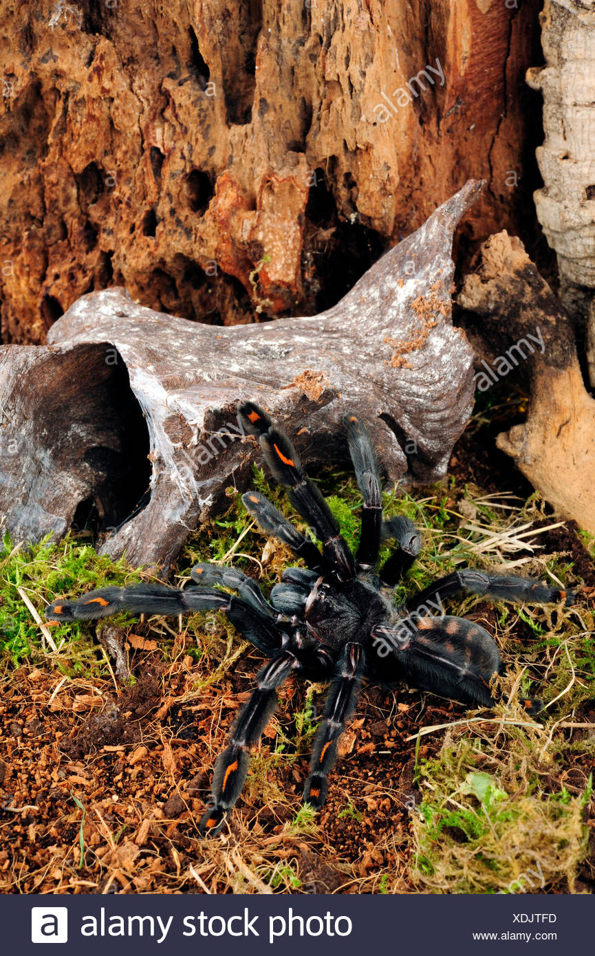 Tiger Spider High Resolution Stock Photography and Images - Alamy