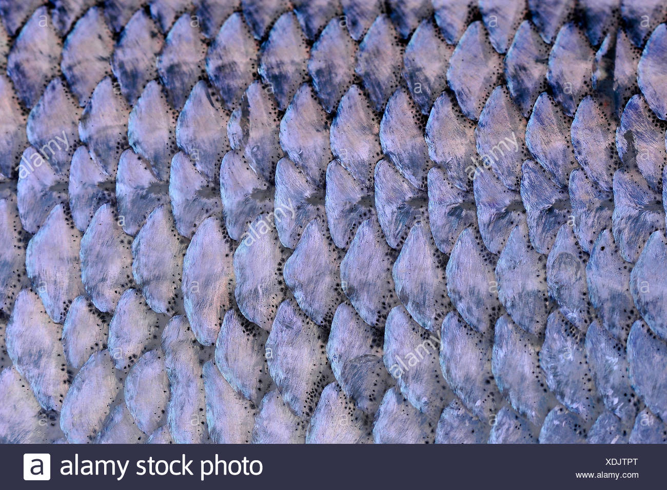 Fish Scales Close Up High Resolution Stock Photography and Images - Alamy