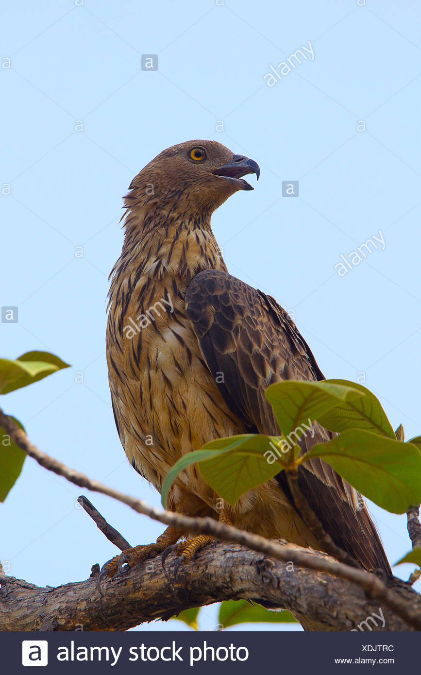 Oriental Honey Buzzard High Resolution Stock Photography and Images - Alamy