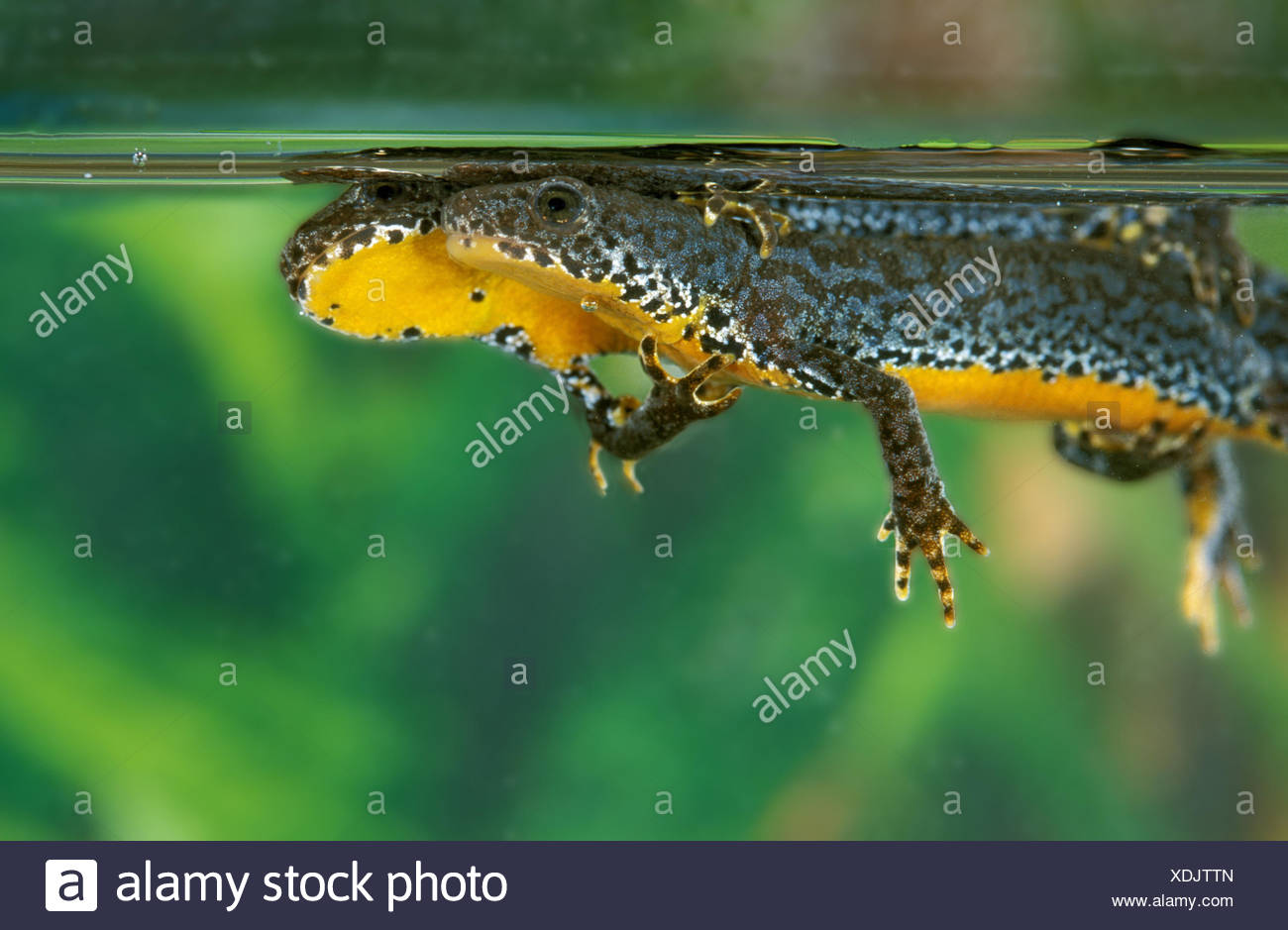 Alpine Salamanders High Resolution Stock Photography and Images - Alamy