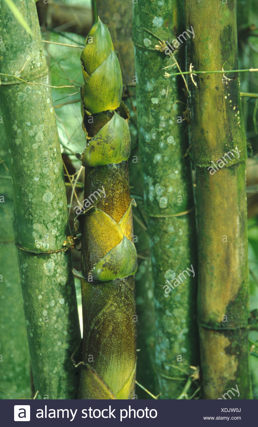 Clumping Bamboo High Resolution Stock Photography and Images - Alamy