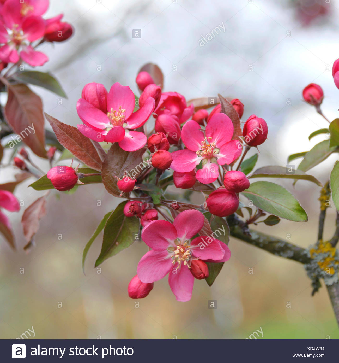 Flowering Crabapple Trees High Resolution Stock Photography and Images ...