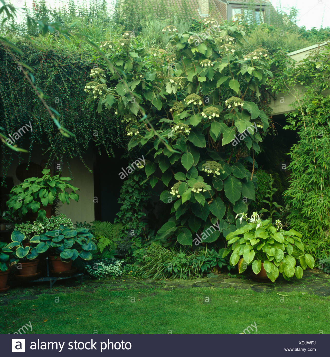 Hydrangea Aspera Macrophylla High Resolution Stock Photography and ...