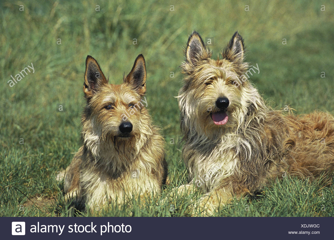 Picardy Shepherd Dog High Resolution Stock Photography and Images - Alamy