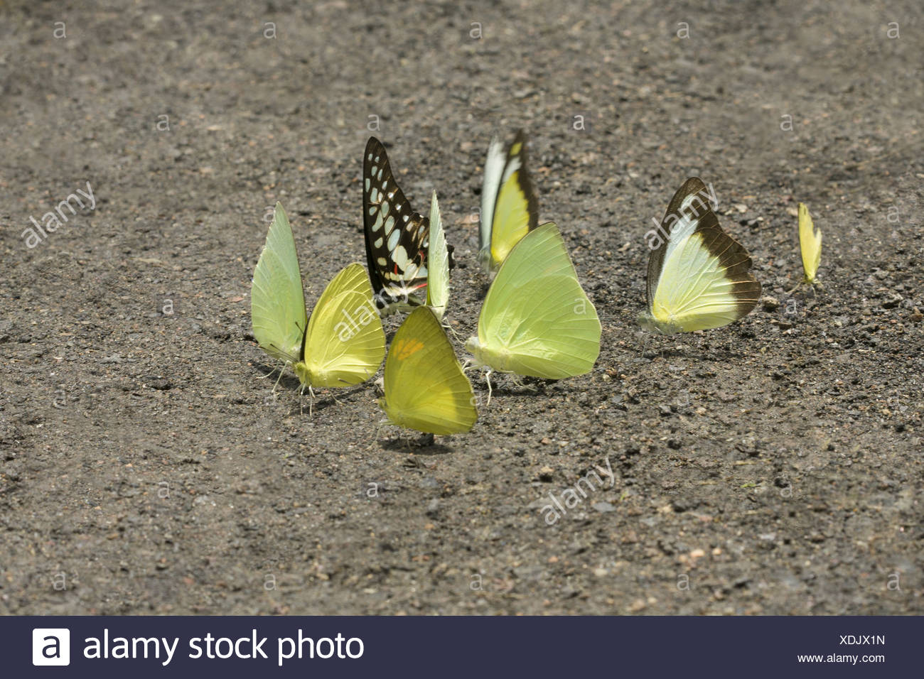 Mud Bugs High Resolution Stock Photography and Images - Alamy