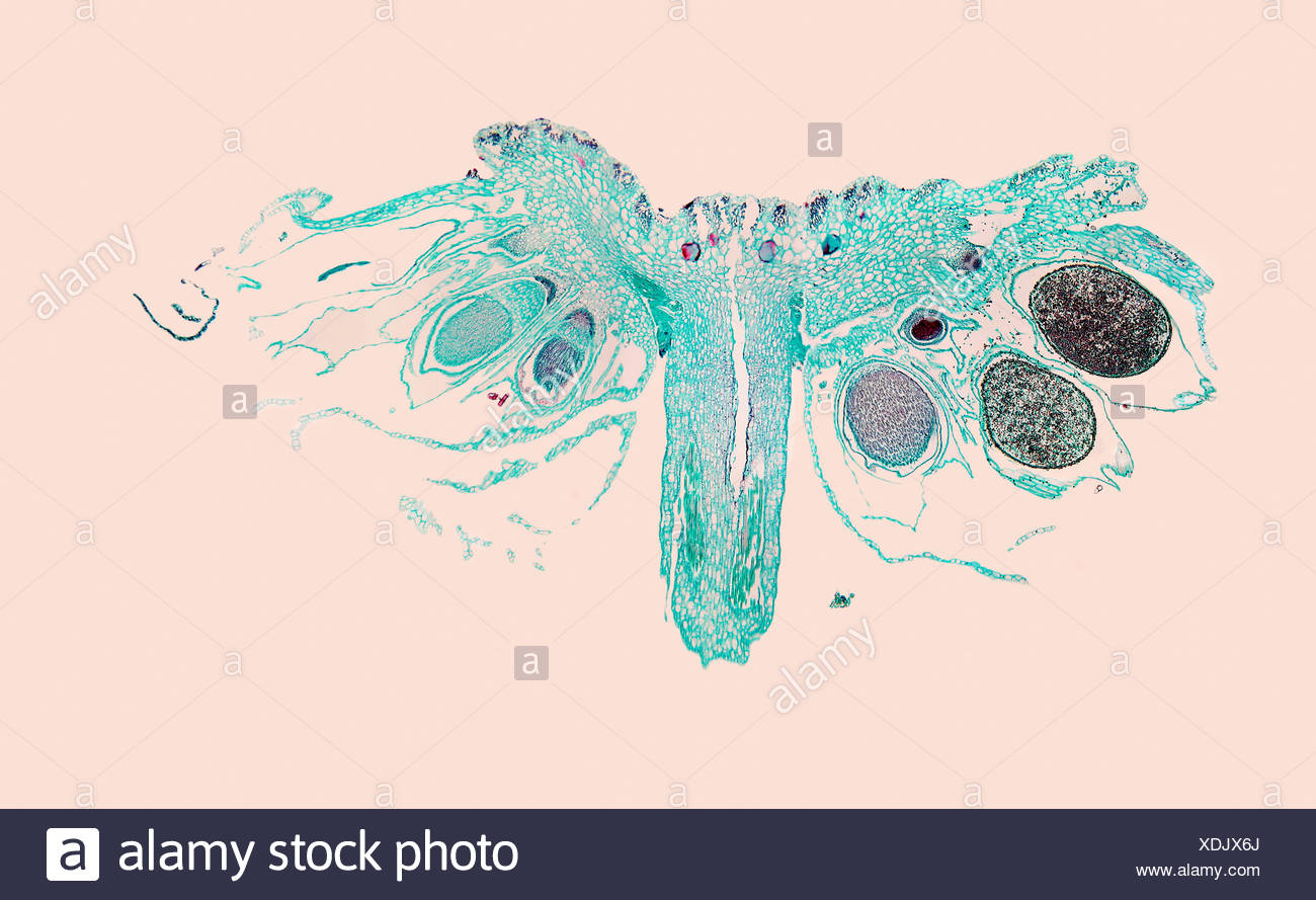 Antheridium High Resolution Stock Photography and Images - Alamy