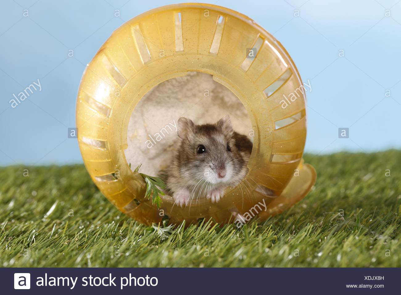 Campbells Dwarf Hamsters High Resolution Stock Photography and Images ...