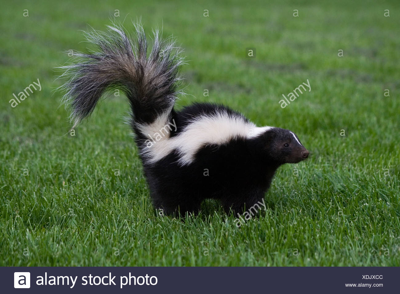 Skunks High Resolution Stock Photography and Images - Alamy