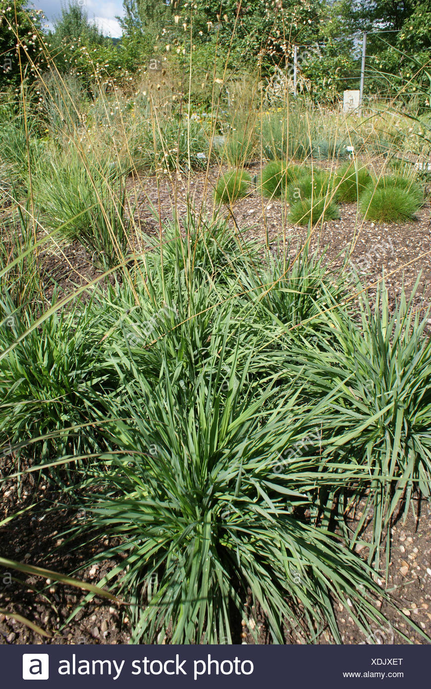 Briza Media Quaking Grass High Resolution Stock Photography and Images ...