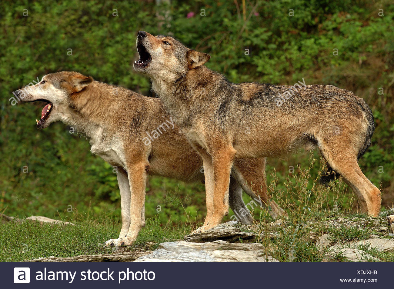 Crying Wolf Stock Photos & Crying Wolf Stock Images - Alamy