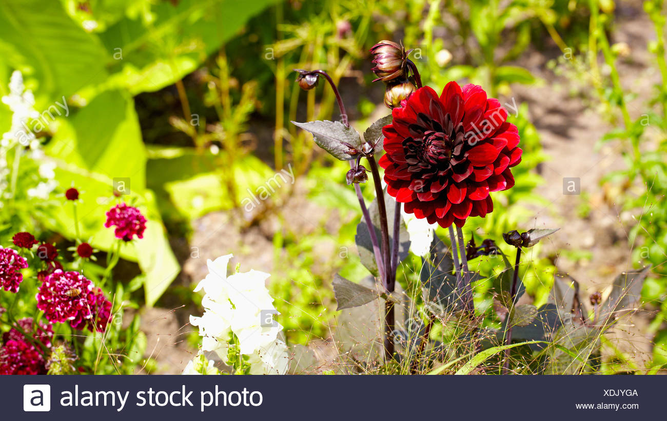 Arabian Plants High Resolution Stock Photography and Images - Alamy