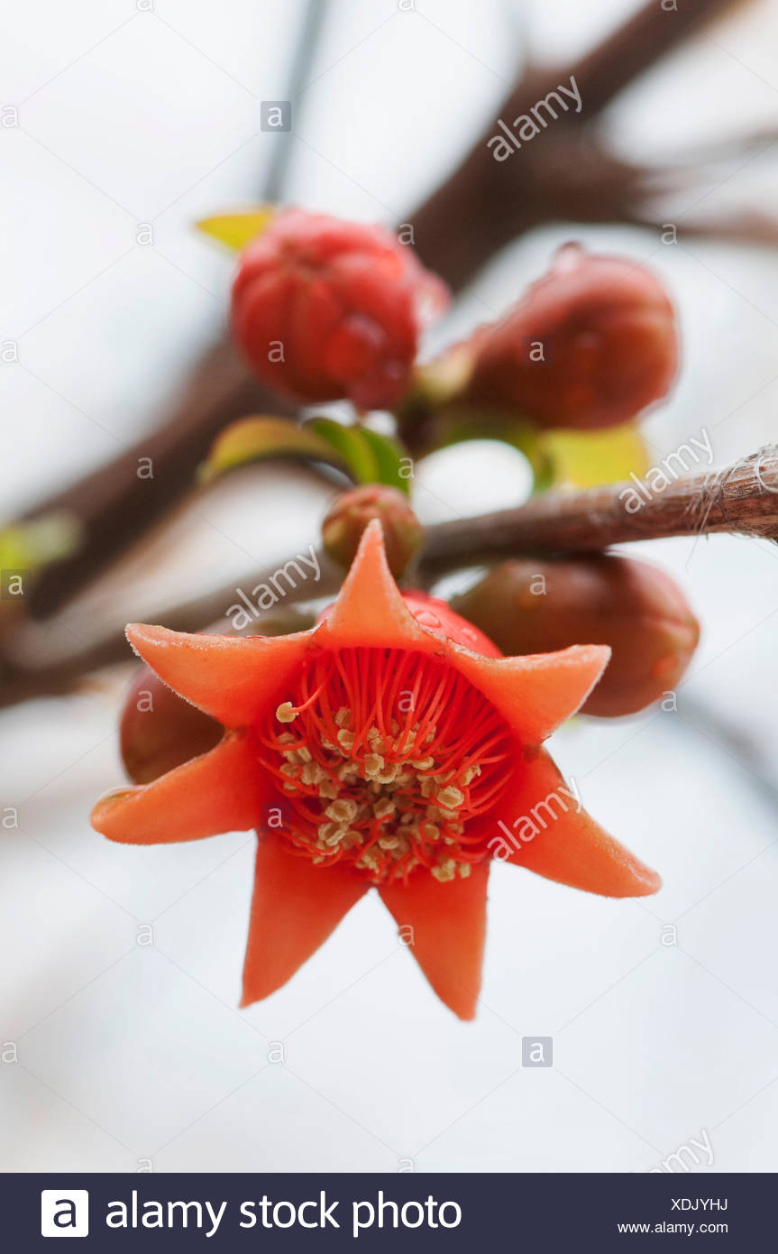 Libya National Flower High Resolution Stock Photography and Images - Alamy