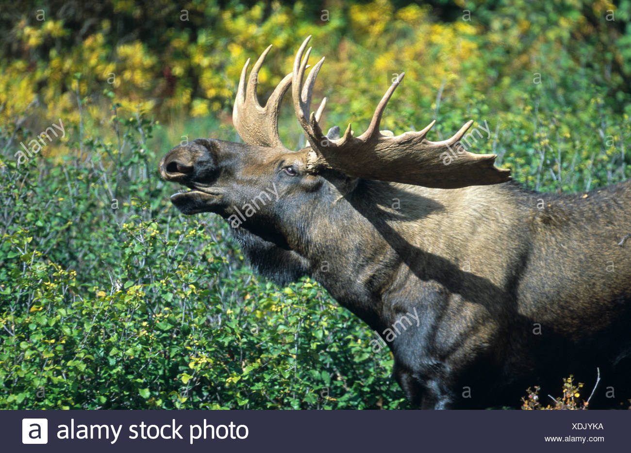 Bull Curling Lips High Resolution Stock Photography and Images - Alamy