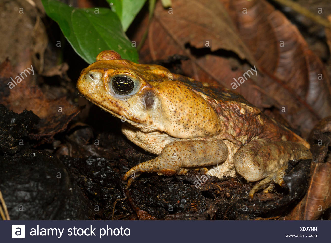 Leaf Toad High Resolution Stock Photography and Images - Alamy