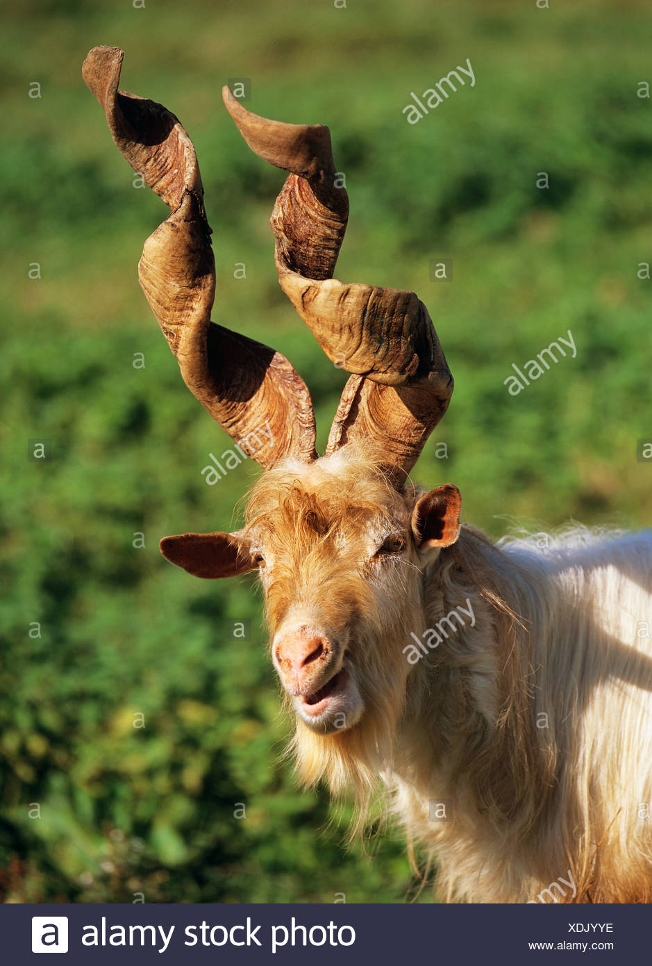Markhor Horns High Resolution Stock Photography and Images - Alamy