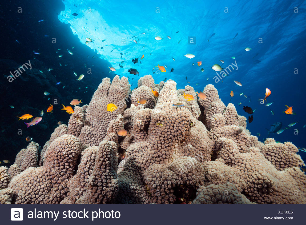 Great Barrier High Resolution Stock Photography and Images - Alamy