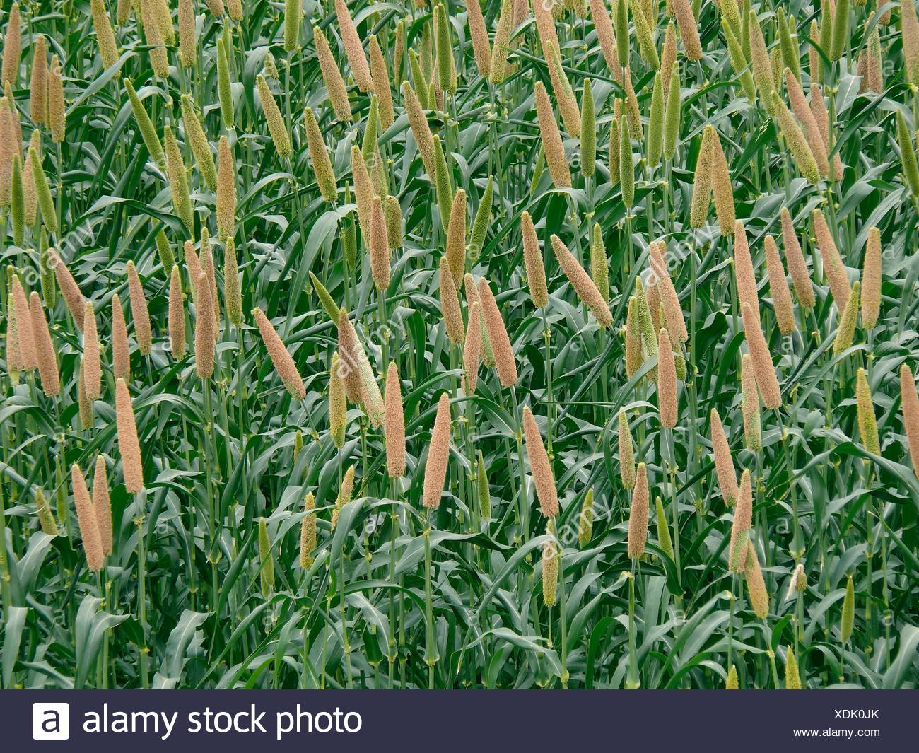 Bajari Grain High Resolution Stock Photography and Images - Alamy