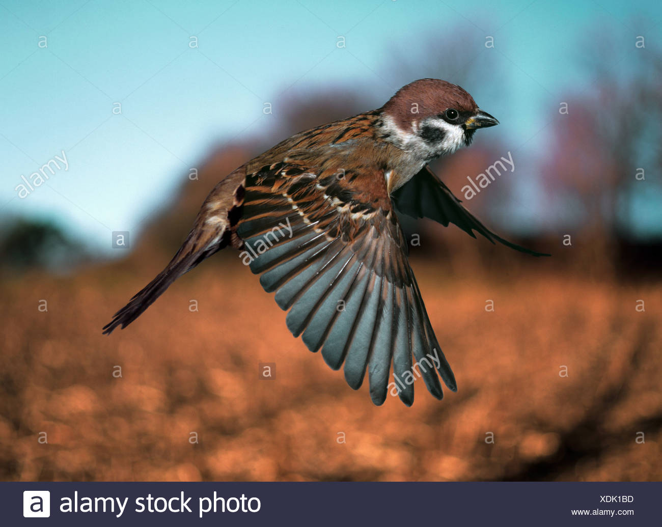 Sparrow Flying Stock Photos & Sparrow Flying Stock Images - Alamy