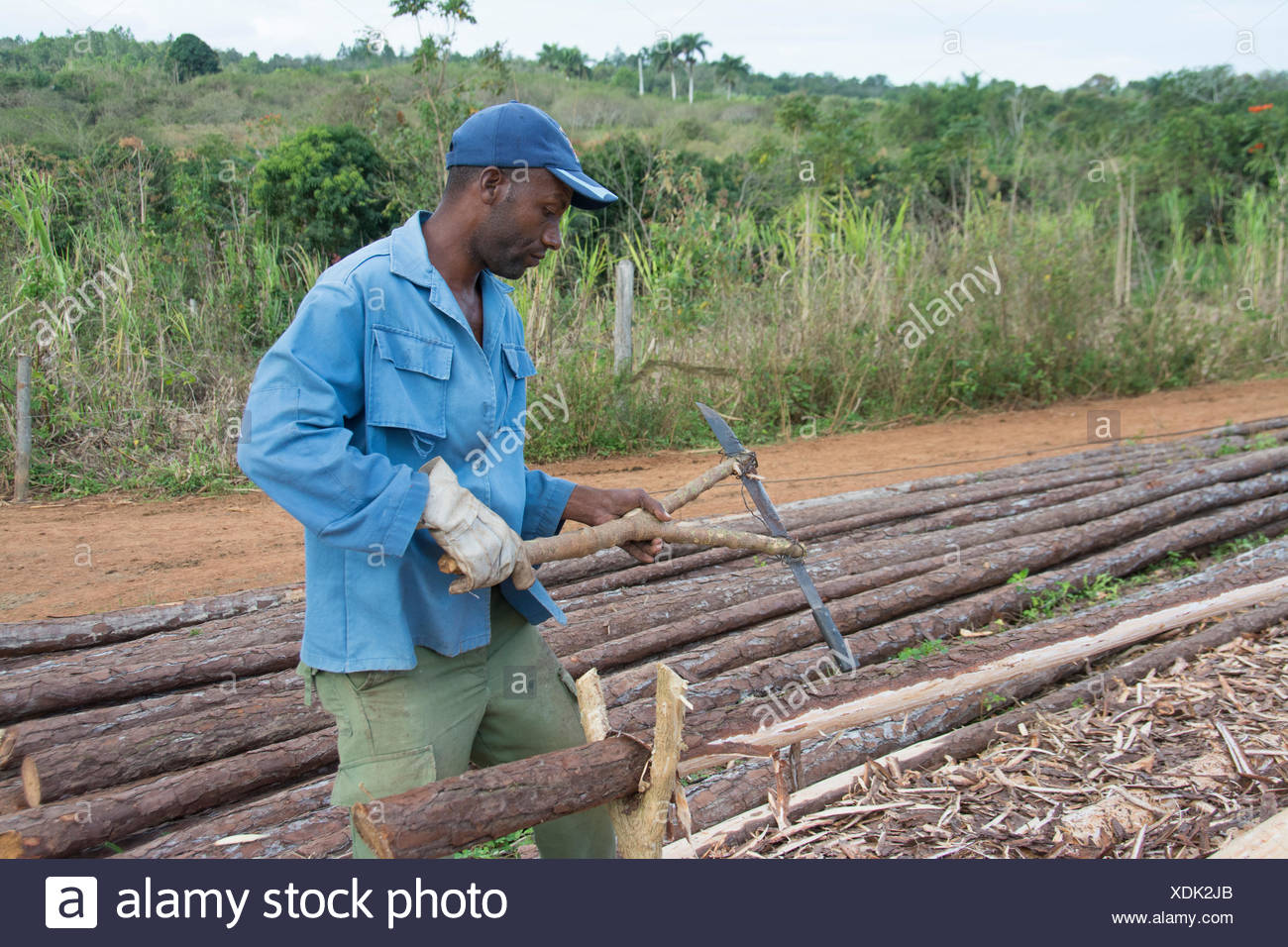 Debarking High Resolution Stock Photography and Images - Alamy