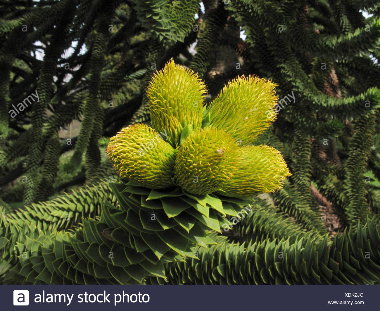 Araucaria Araucana Cones High Resolution Stock Photography and Images ...