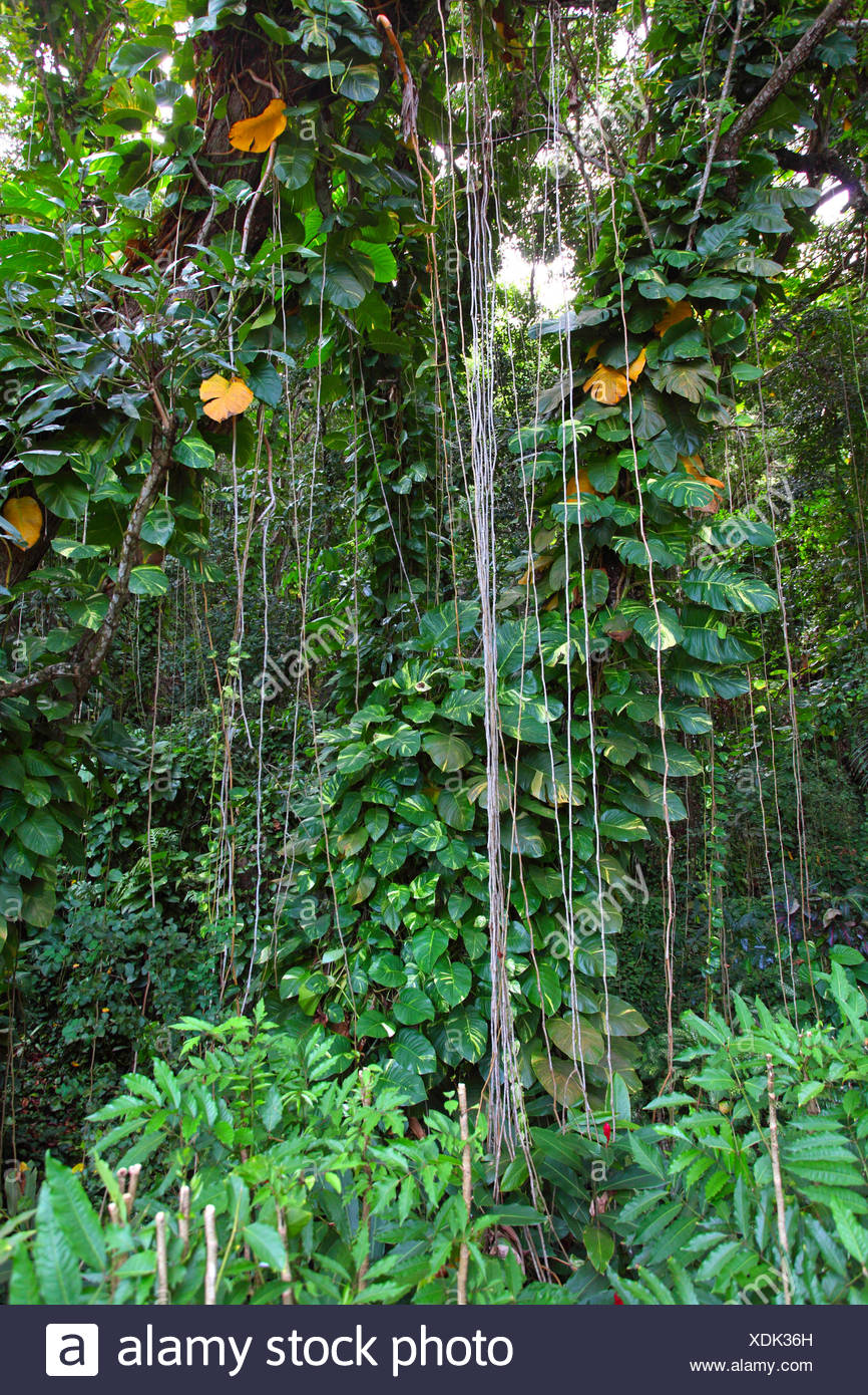 Creeping Roots High Resolution Stock Photography and Images - Alamy