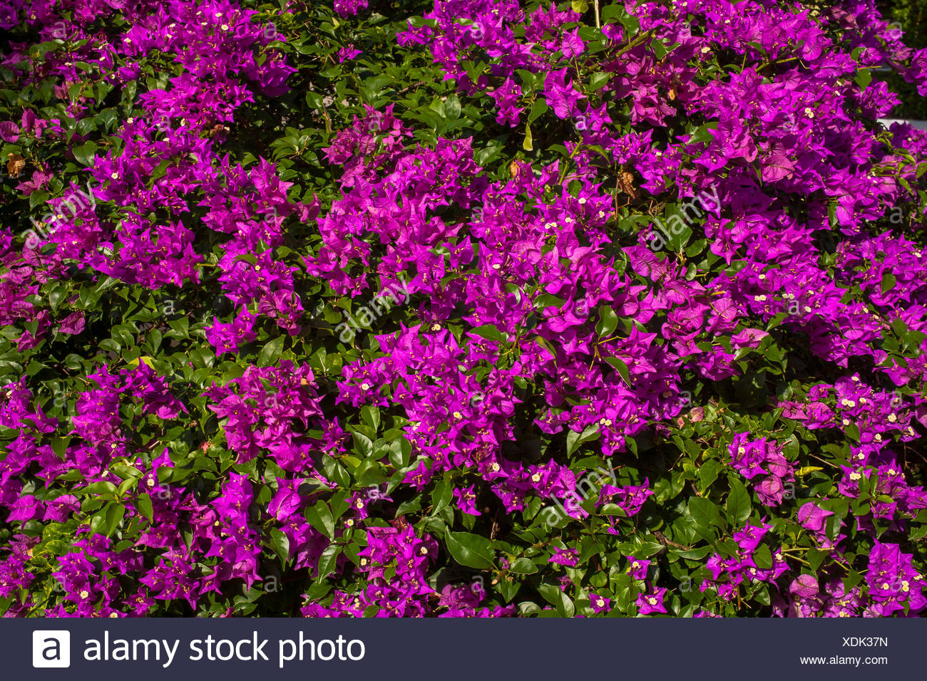 Bougainvillea Bougainvillea Glabra High Resolution Stock Photography ...
