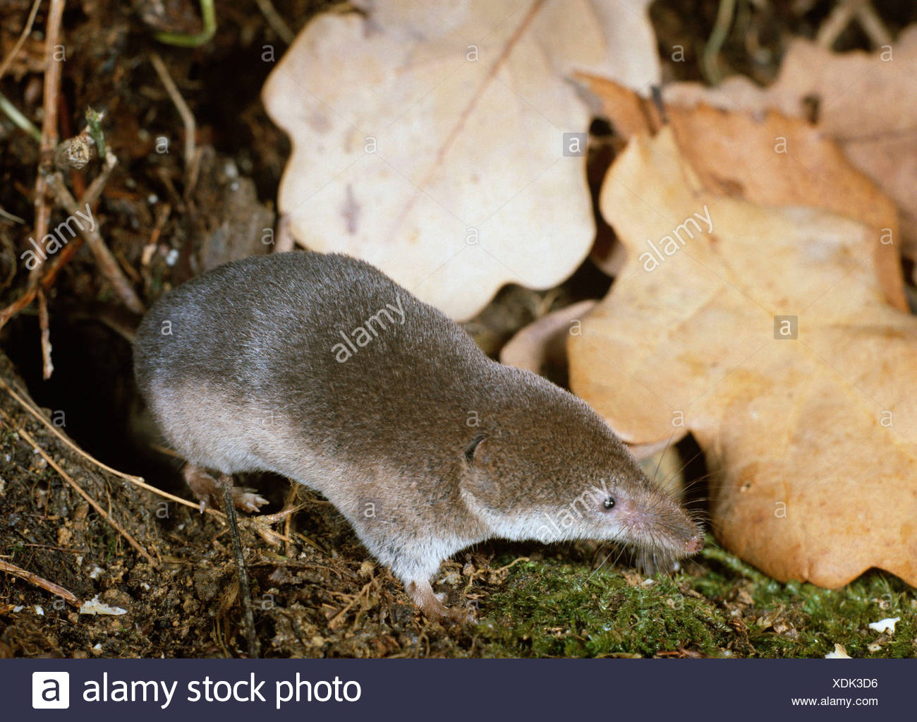 Spitzmaus High Resolution Stock Photography and Images - Alamy