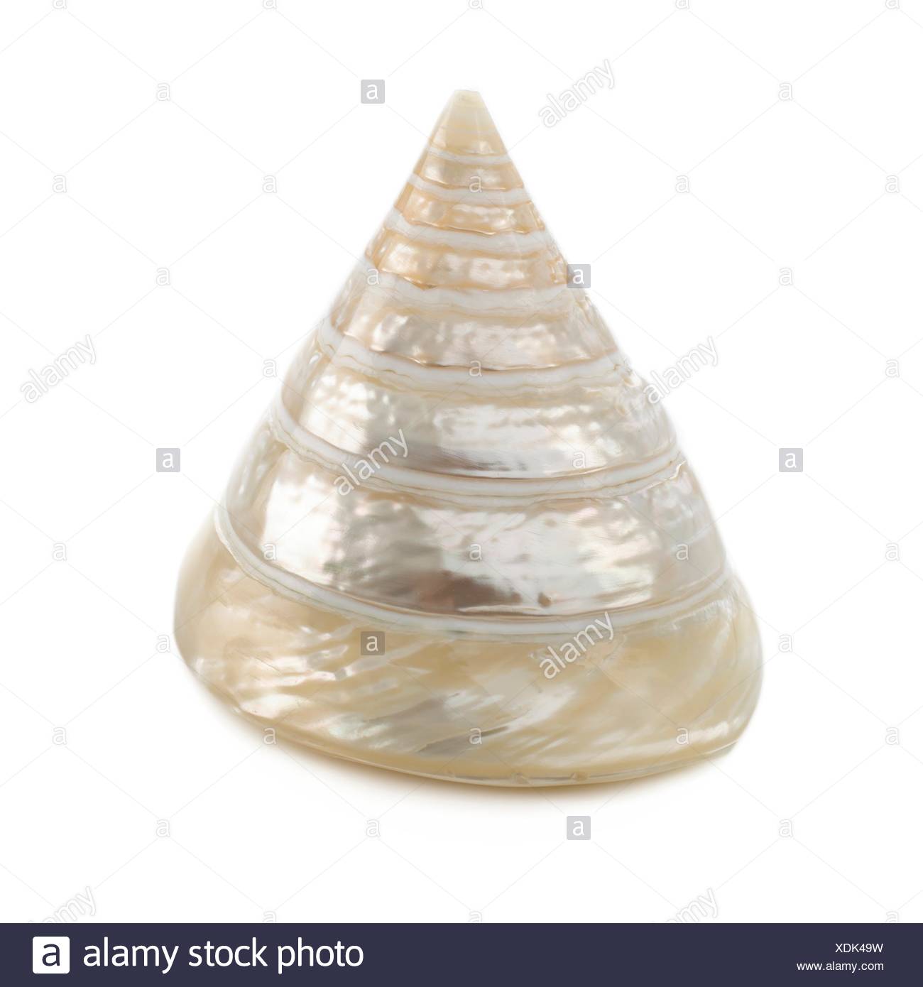 Trochidae High Resolution Stock Photography and Images - Alamy