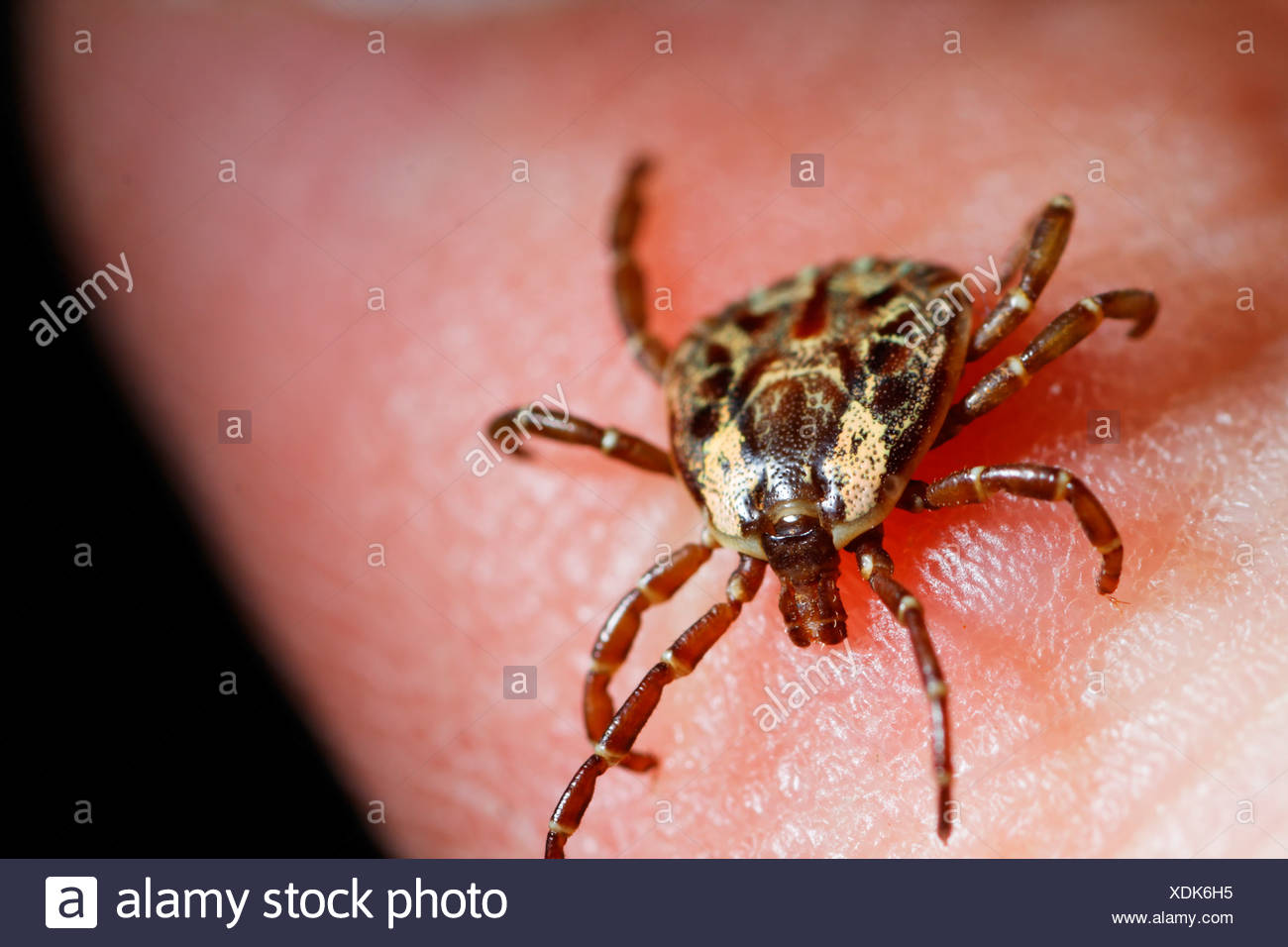 The Skin High Resolution Stock Photography and Images - Alamy