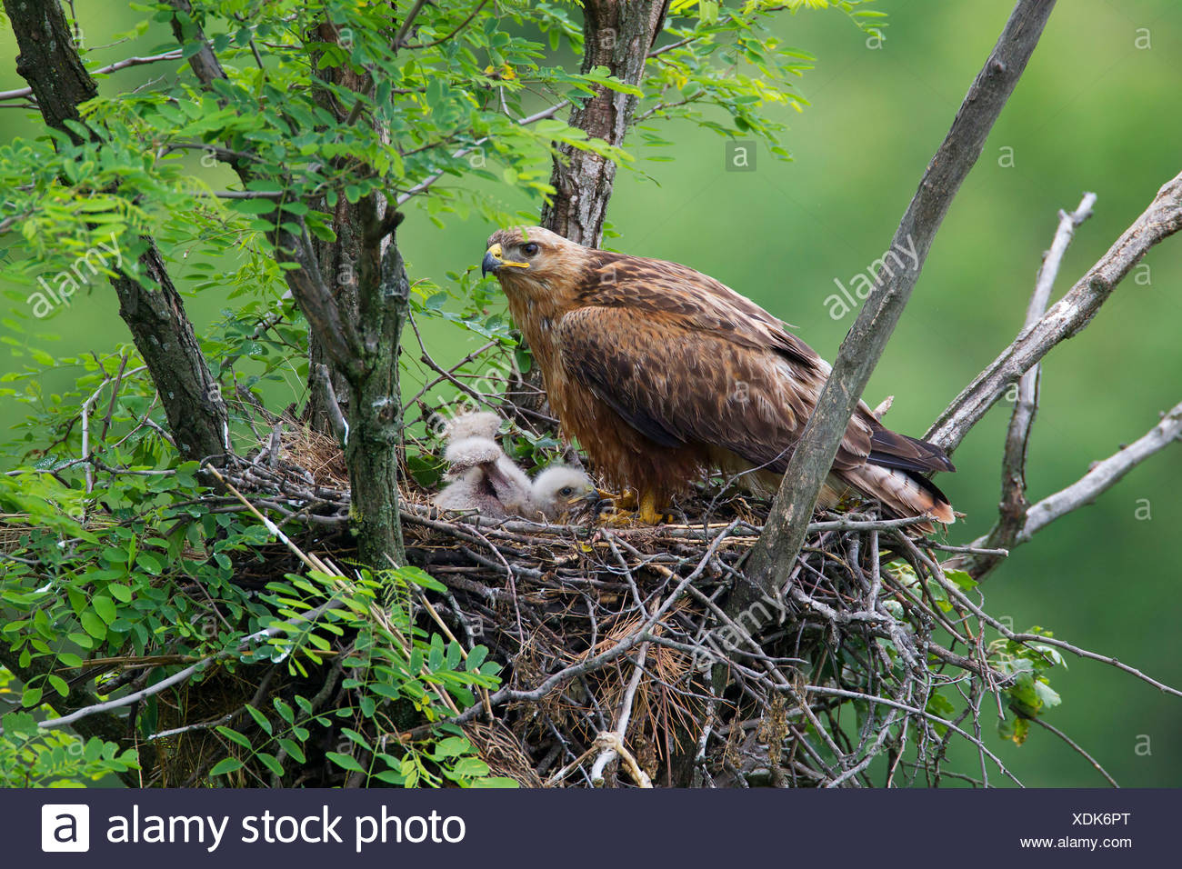 Young Buzzard Stock Photos & Young Buzzard Stock Images - Alamy