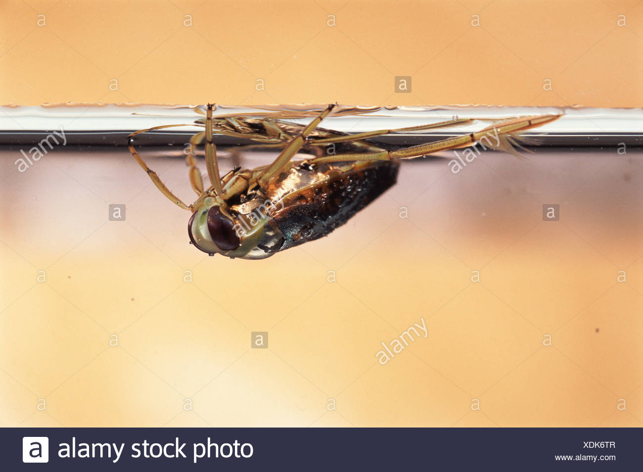 Corixa High Resolution Stock Photography and Images - Alamy