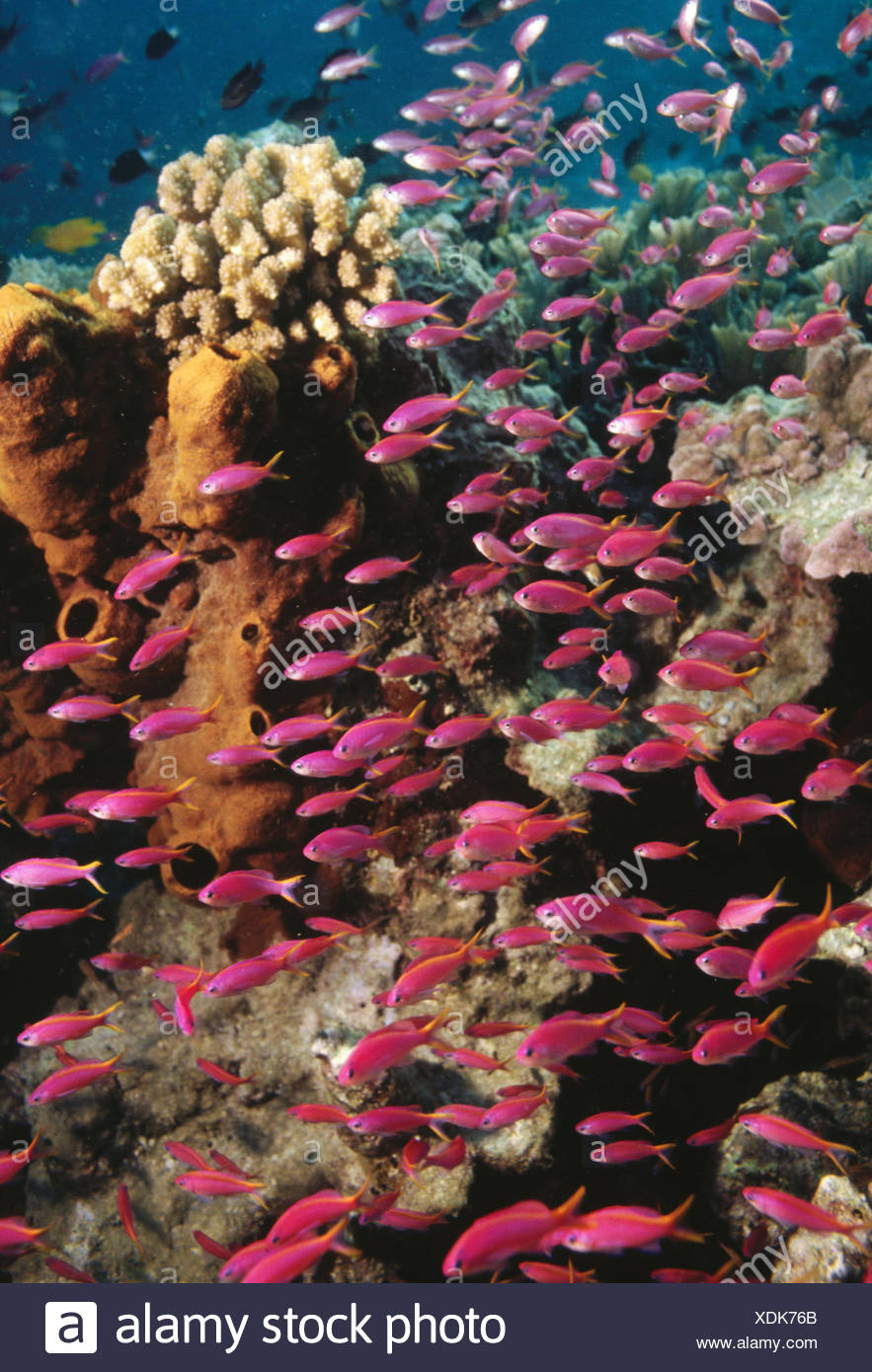 Purple Queen Fish High Resolution Stock Photography and Images - Alamy