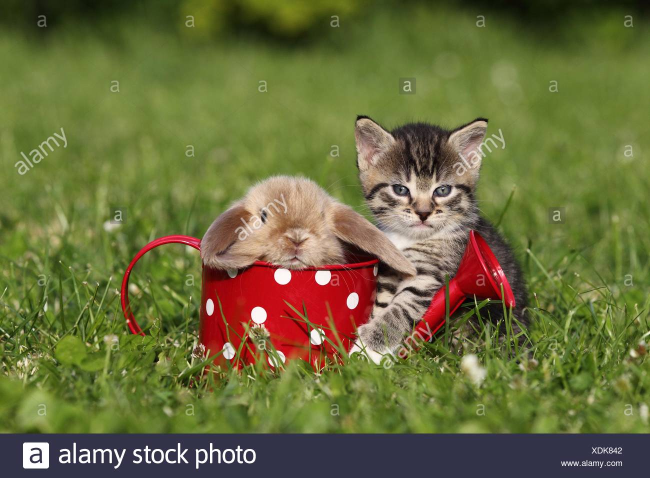 Cat And Rabbit High Resolution Stock Photography and Images - Alamy