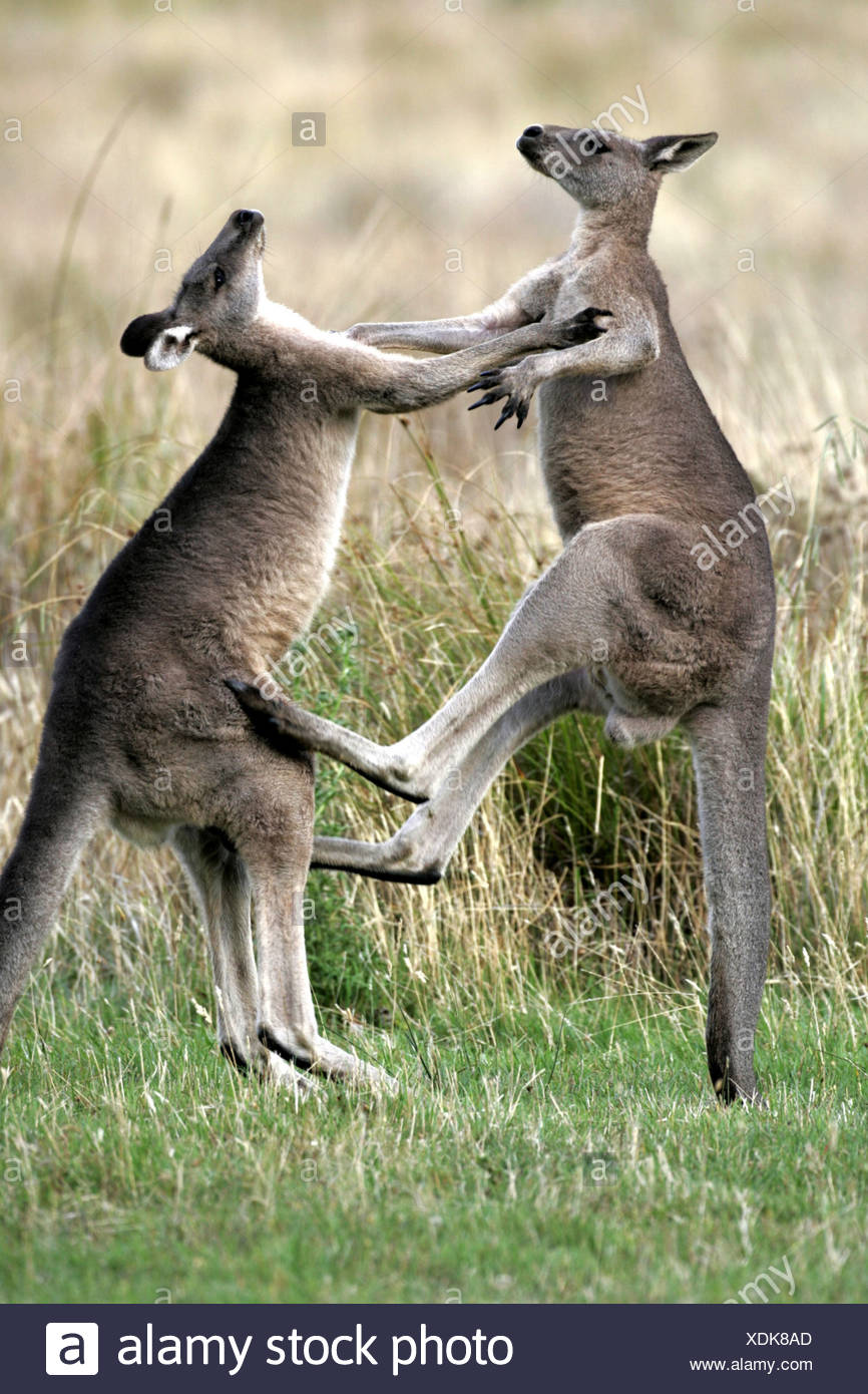 Aggressive Kangaroo Stock Photos & Aggressive Kangaroo Stock Images - Alamy