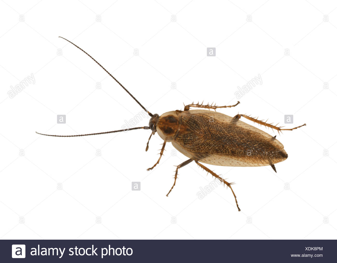 Dusky Cockroach High Resolution Stock Photography and Images - Alamy