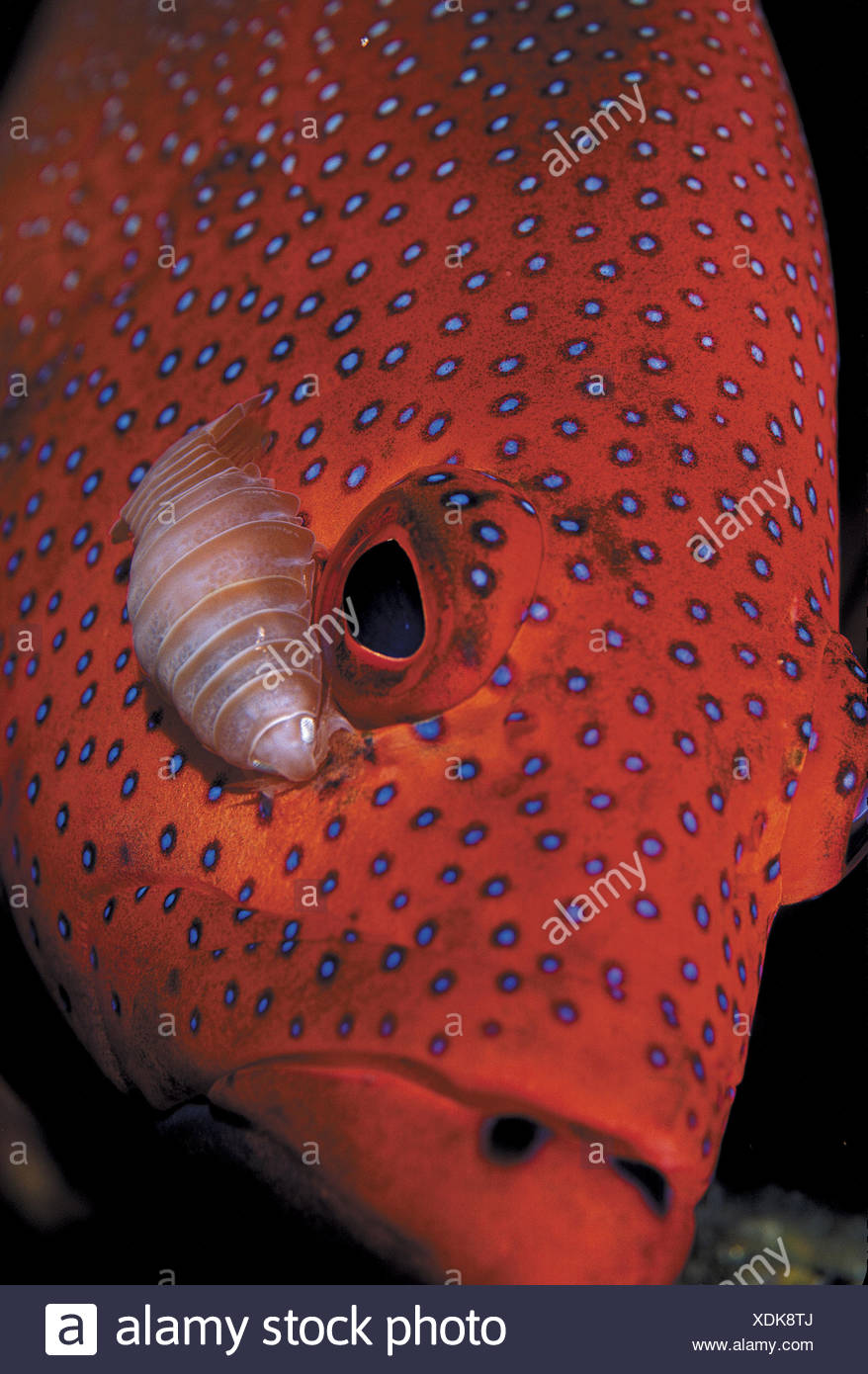 Parasite Isopod High Resolution Stock Photography and Images - Alamy