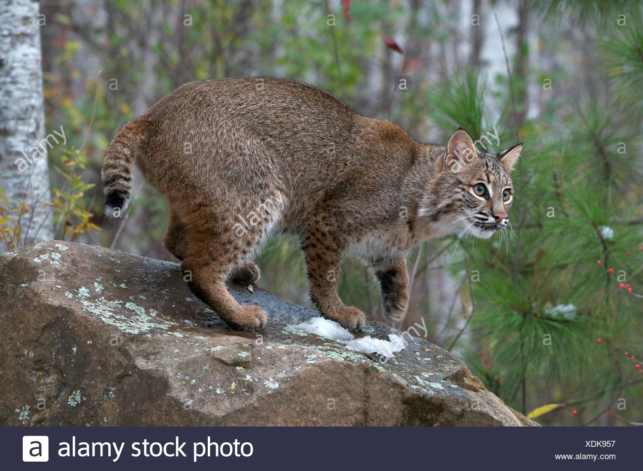 Lynx Rufus Tail Stock Photos & Lynx Rufus Tail Stock Images - Alamy