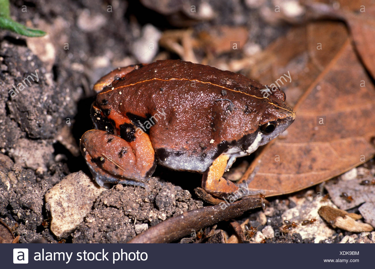 Hypopachus Variolosus High Resolution Stock Photography and Images - Alamy