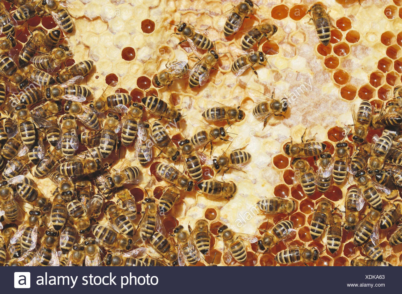 Honeycomb Structures High Resolution Stock Photography and Images - Alamy