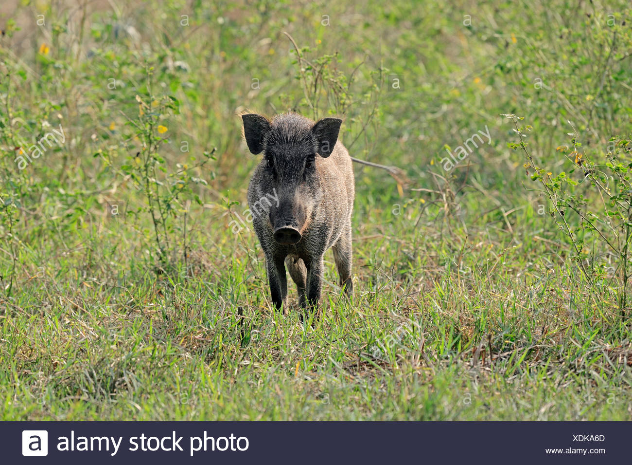Indian Pig Stock Photos & Indian Pig Stock Images - Alamy
