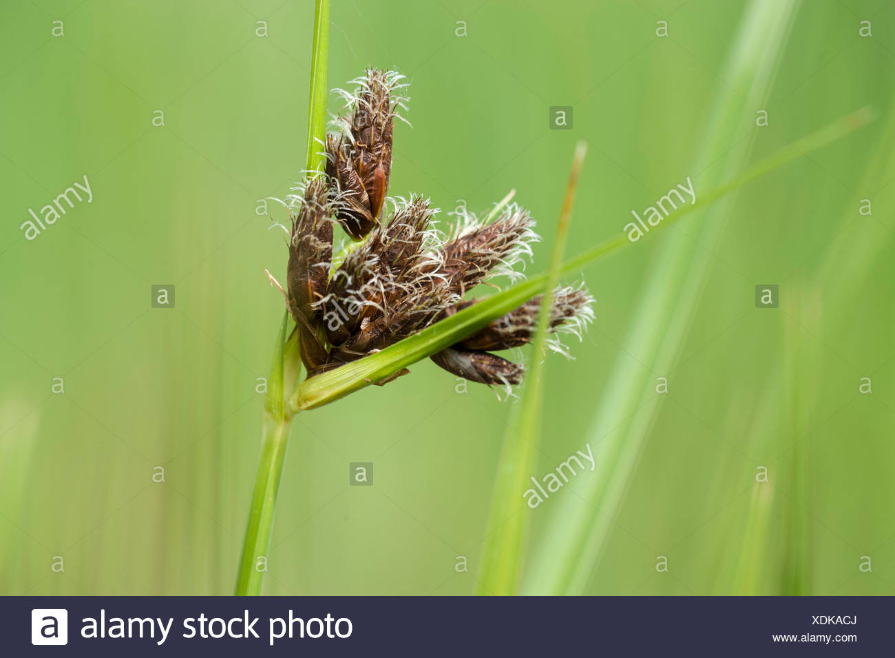 Sea Sedge Stock Photos & Sea Sedge Stock Images - Alamy