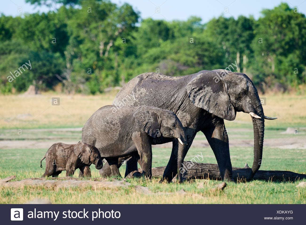 African Savanna Elephant Stock Photos & African Savanna Elephant Stock ...
