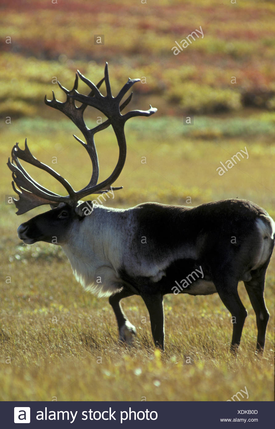 Caribou Rangifer Tarandus Male Side High Resolution Stock Photography ...