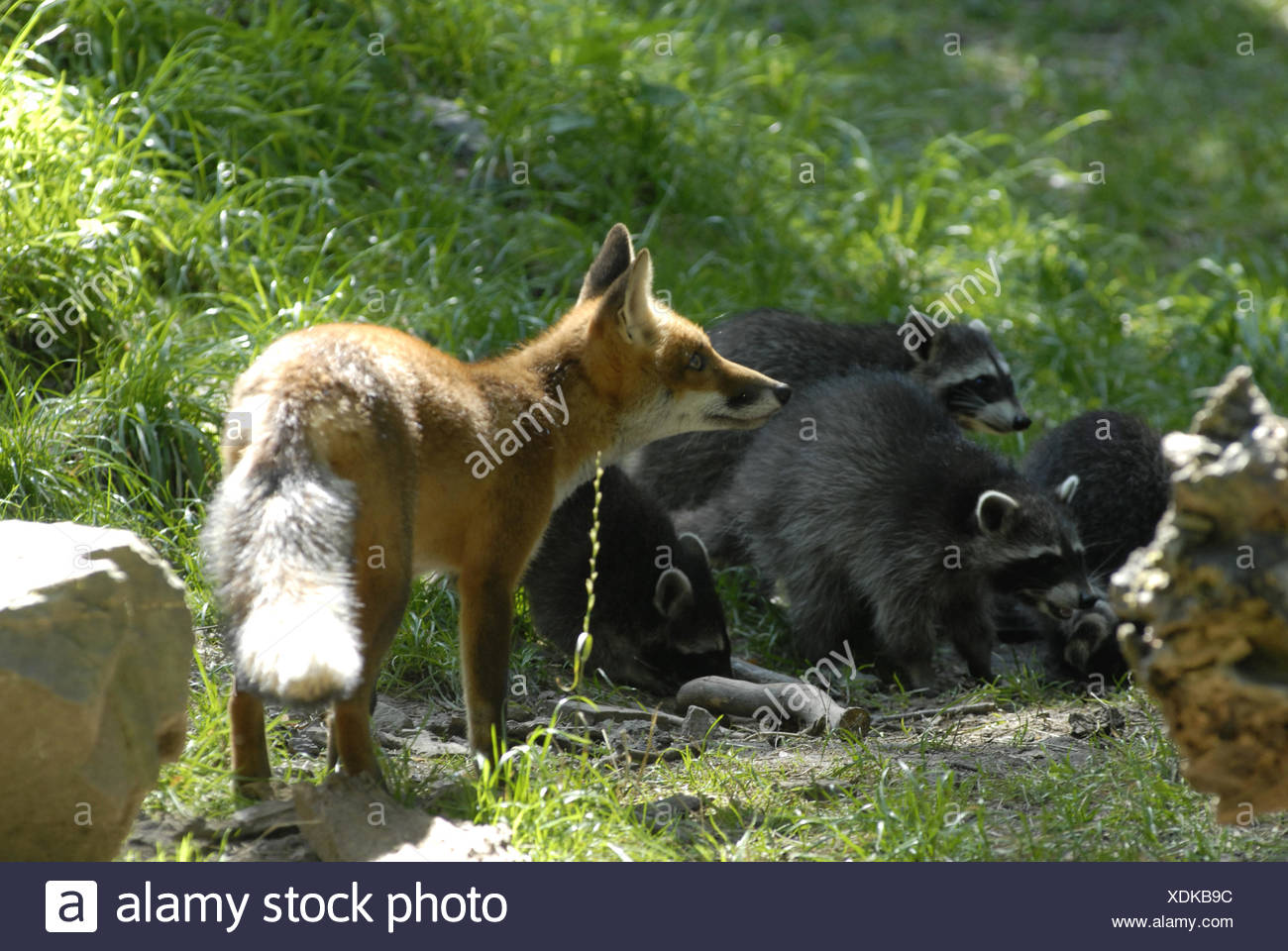 Fox Predators High Resolution Stock Photography and Images - Alamy