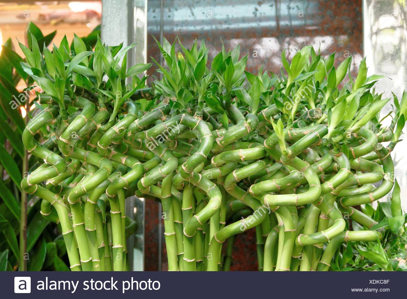 Twisted Bamboo High Resolution Stock Photography and Images - Alamy
