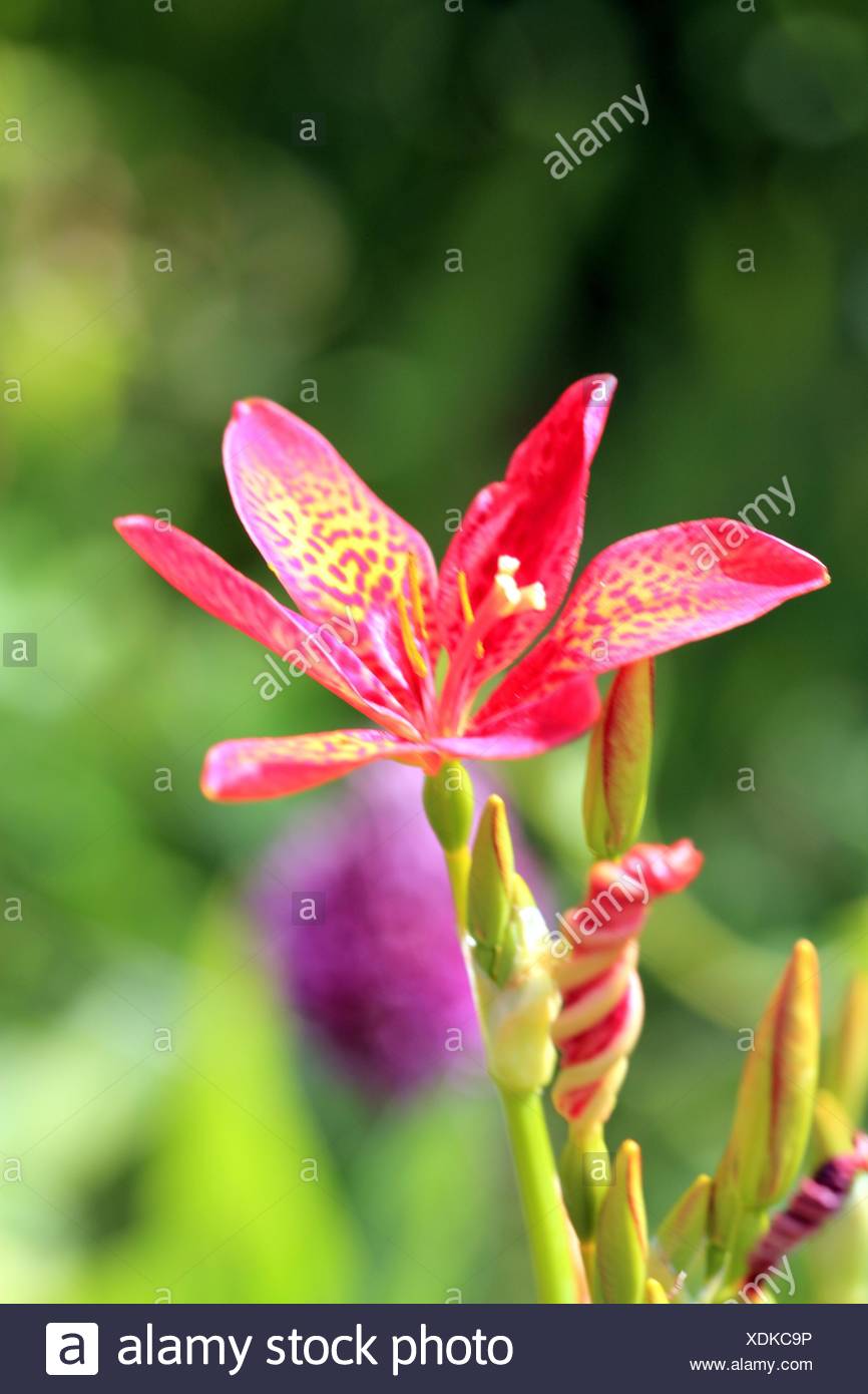 Belamcanda Chinensis High Resolution Stock Photography and Images - Alamy